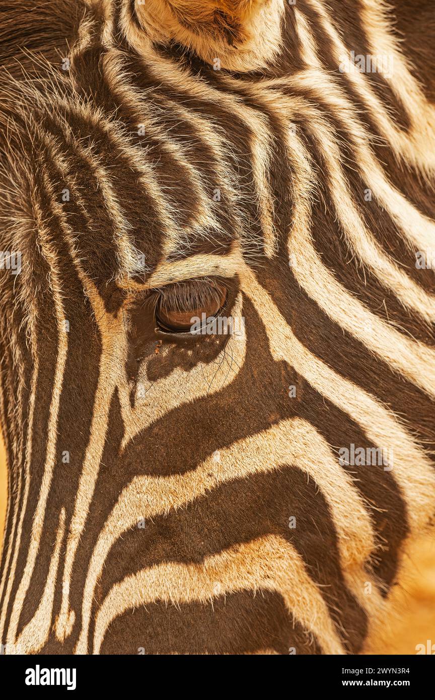 Closeup shot zebras head hi-res stock photography and images - Alamy