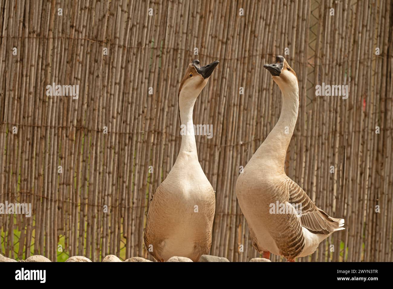 Chinese goose breed hi-res stock photography and images - Alamy