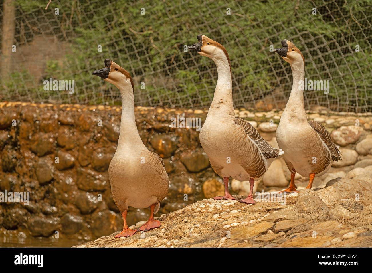 Chinese geese resting by the water. Anser Cygnoides Stock Photo - Alamy