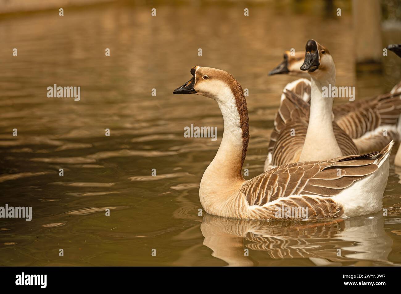 Chinese geese swimming in the water. Anser Cygnoides Stock Photo - Alamy