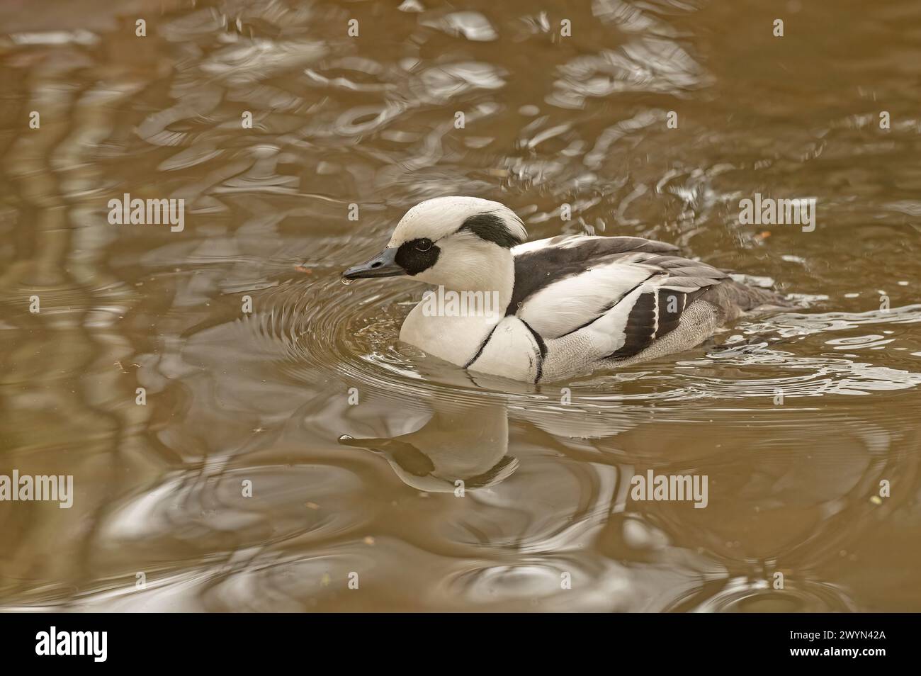 A smew duck swimming in a pond. Mergellus albellus Stock Photo - Alamy