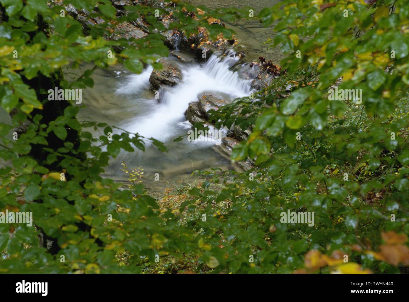 Irati River. Irati Forest. Navarre. Spain Stock Photo - Alamy