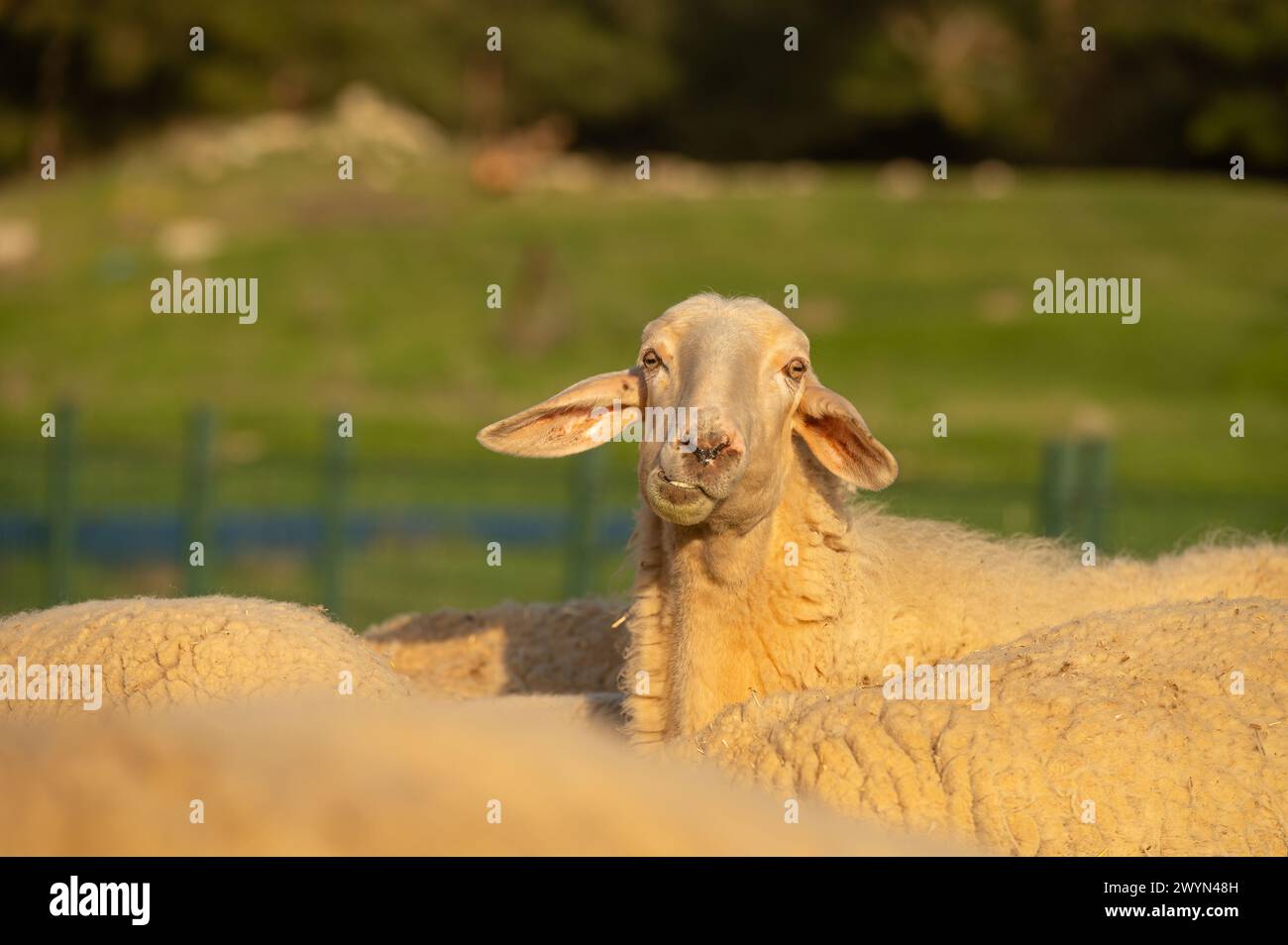 Raised for wool and meat hi-res stock photography and images - Alamy