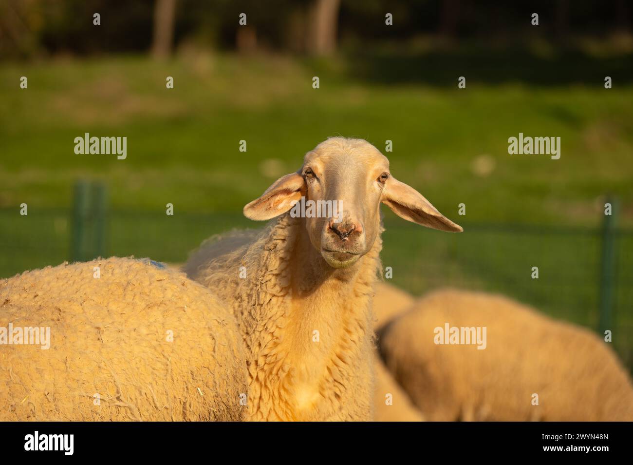 Flock sheep feeding from hi-res stock photography and images - Alamy