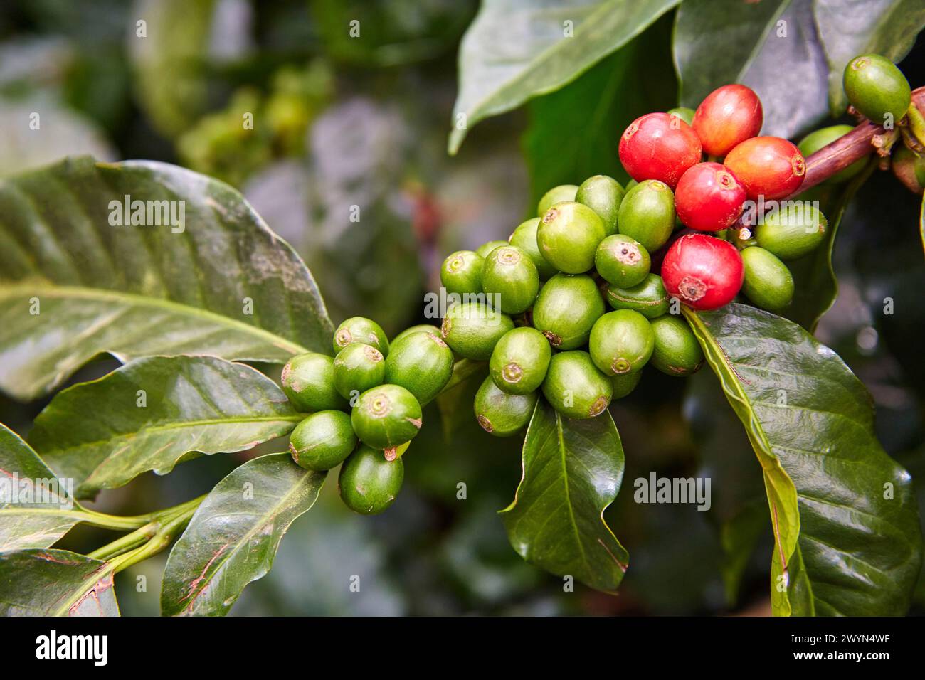 Hacienda San Alberto, Cafetal, Coffee plantations, Coffee Cultural ...