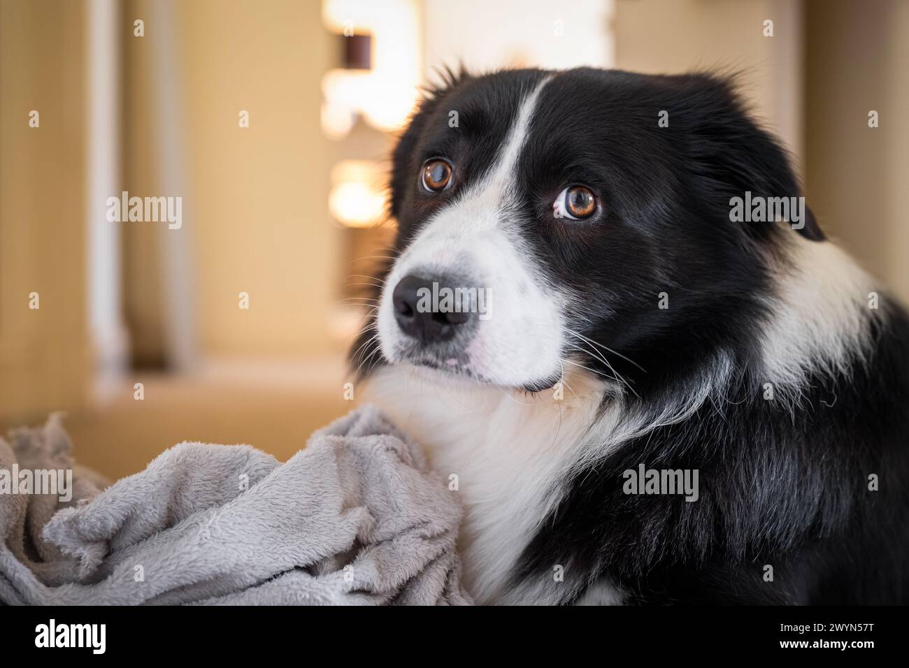 Border Collie male puppy with gray fluffy blanket. Portrait of sad ...