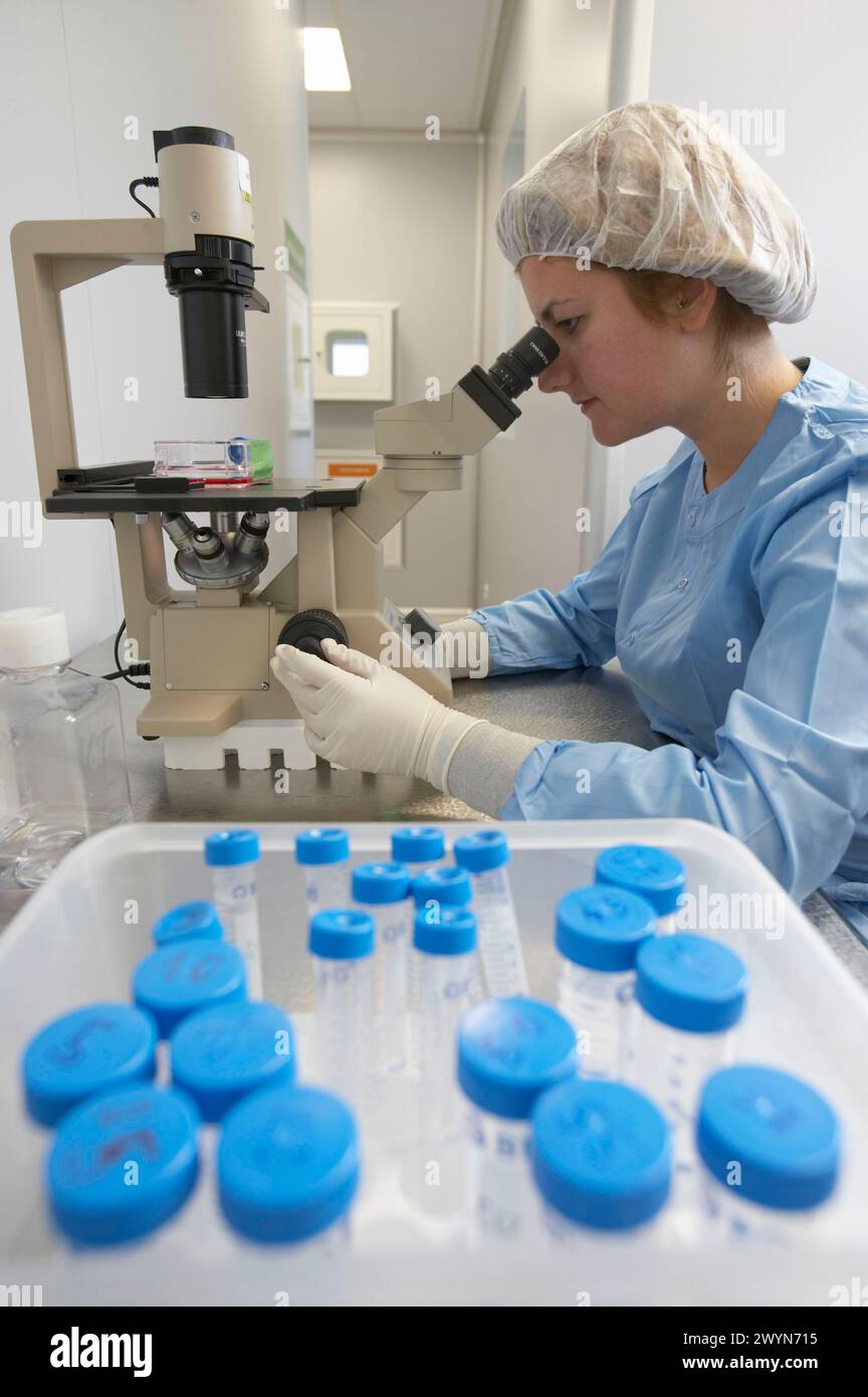 Analyzing samples in microscope. Quarantine zone (Grade C), clean room ...