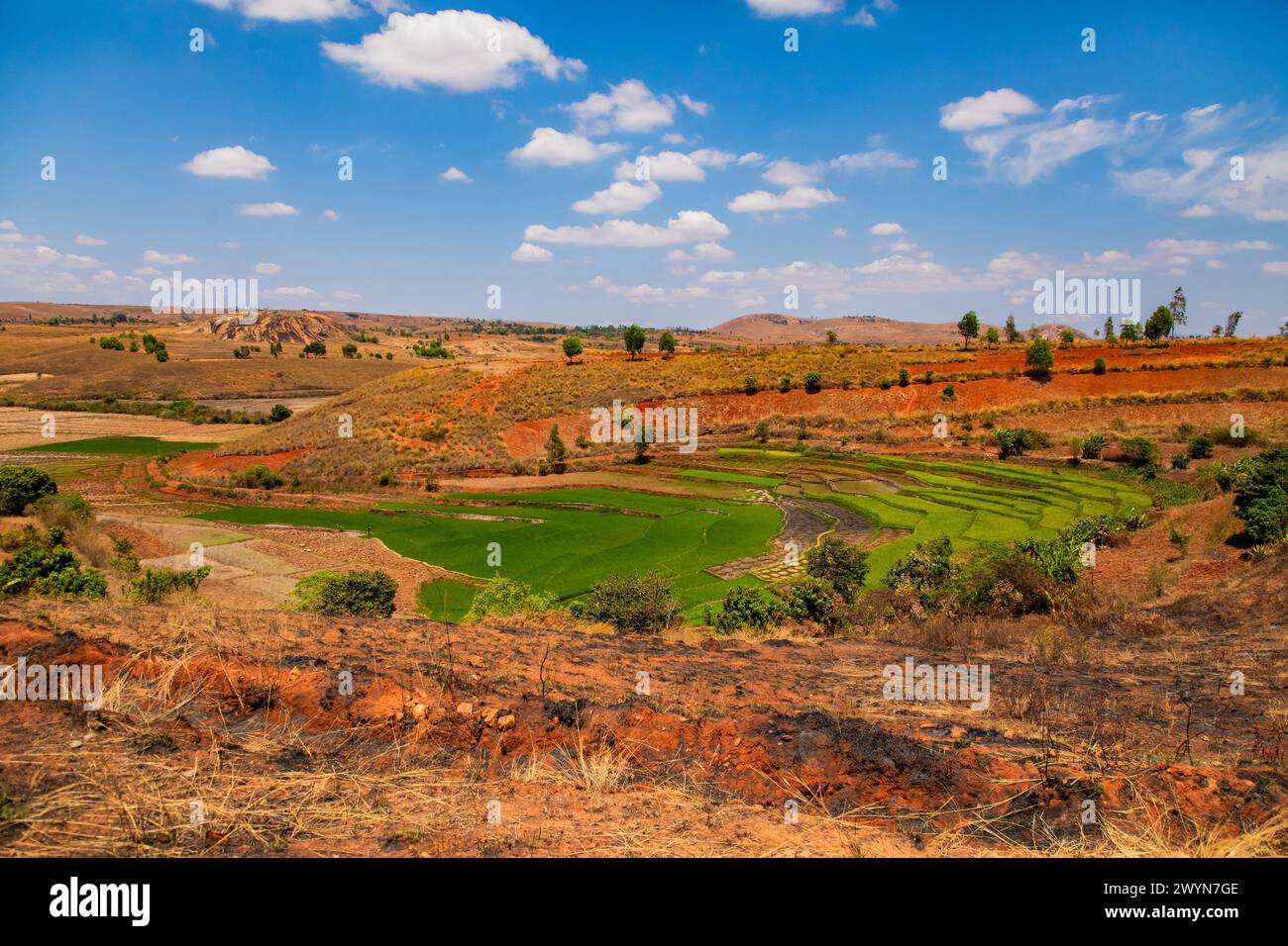 Typical Madagascar landscape - green and yellow rice terrace fields on ...