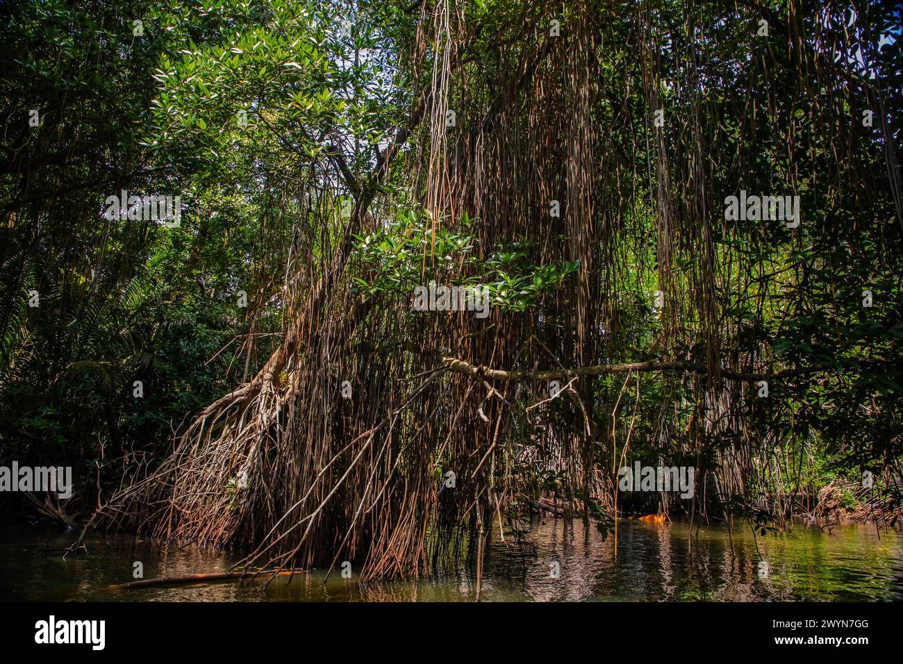 Mangrove habitat split view over and under water surface, foliage with ...