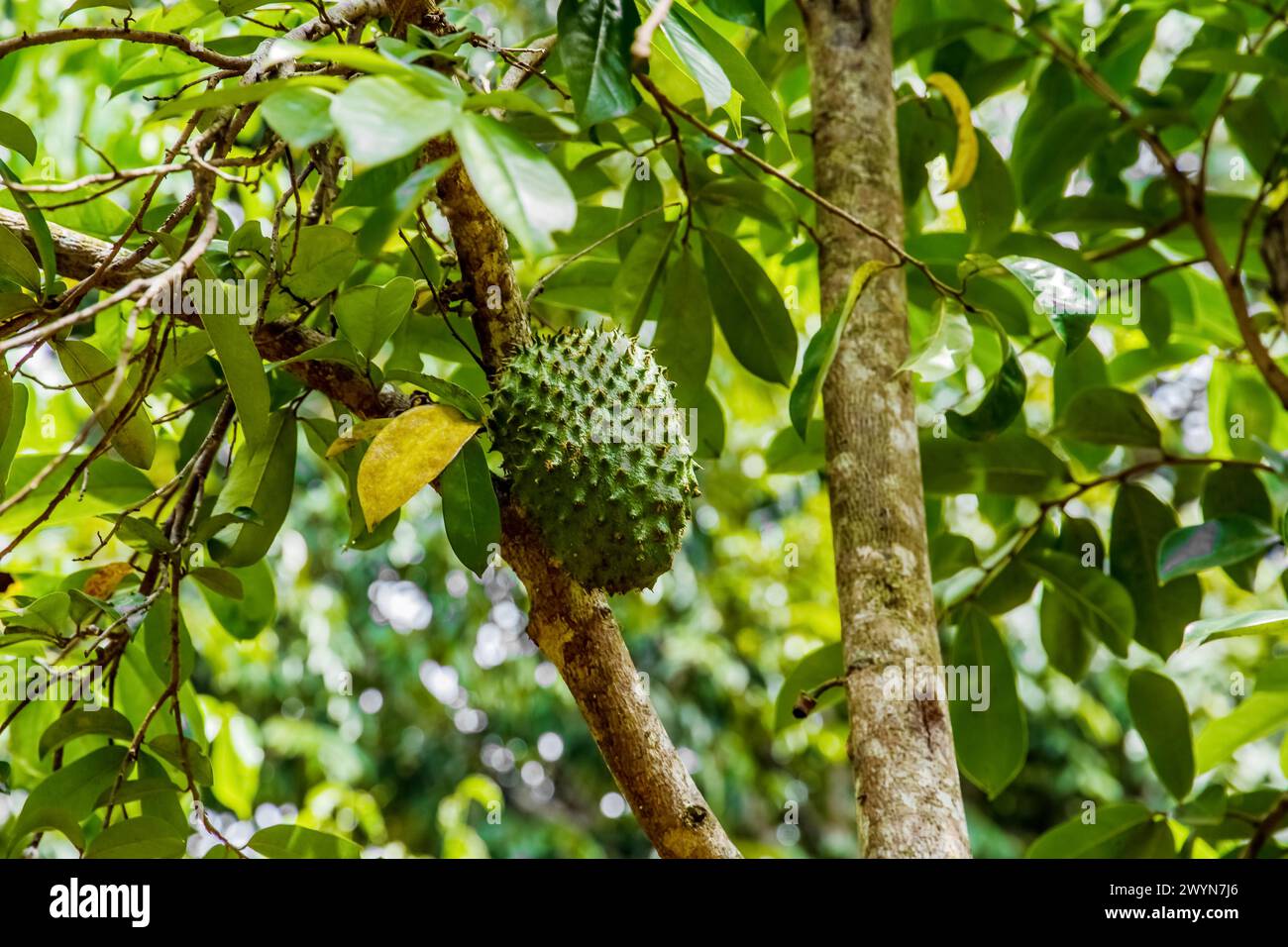 big beautiful fresh green guanabana fruit singing tree branch and green ...