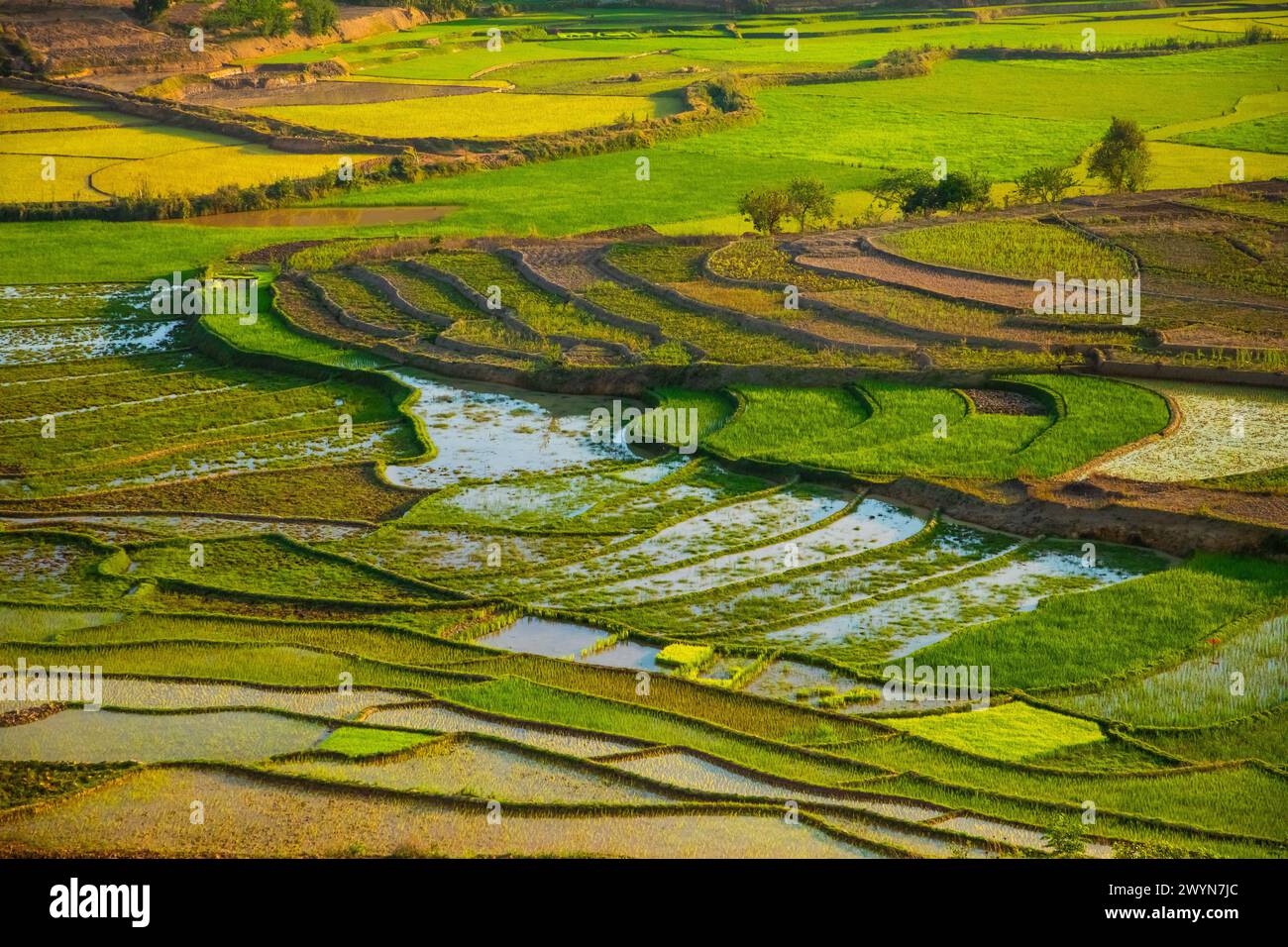 rice terrasses fields in Madagascar in early spring. Small light green ...