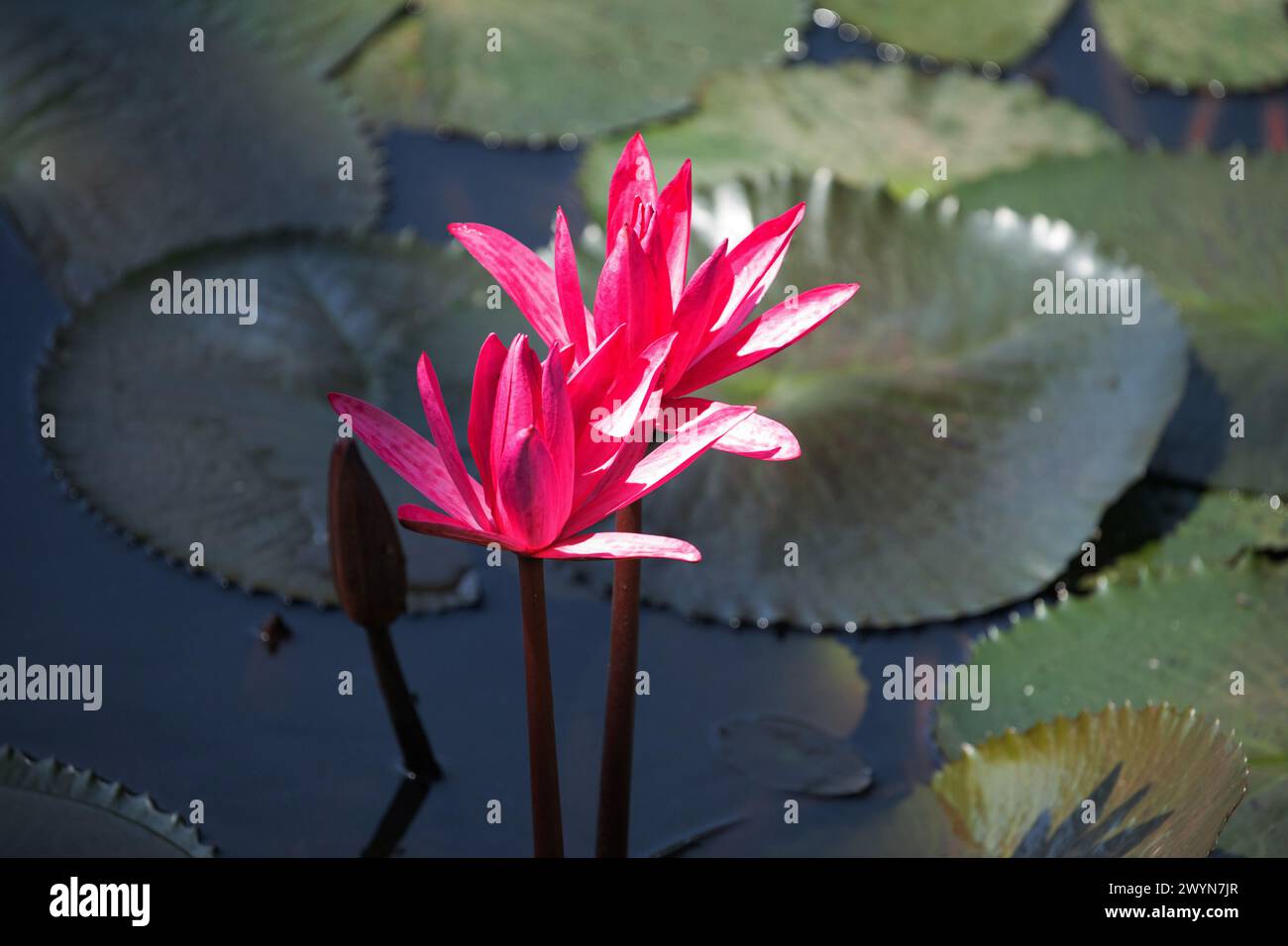 Panoramic of blooming Lotus flower on Green blurred background.Colorful ...
