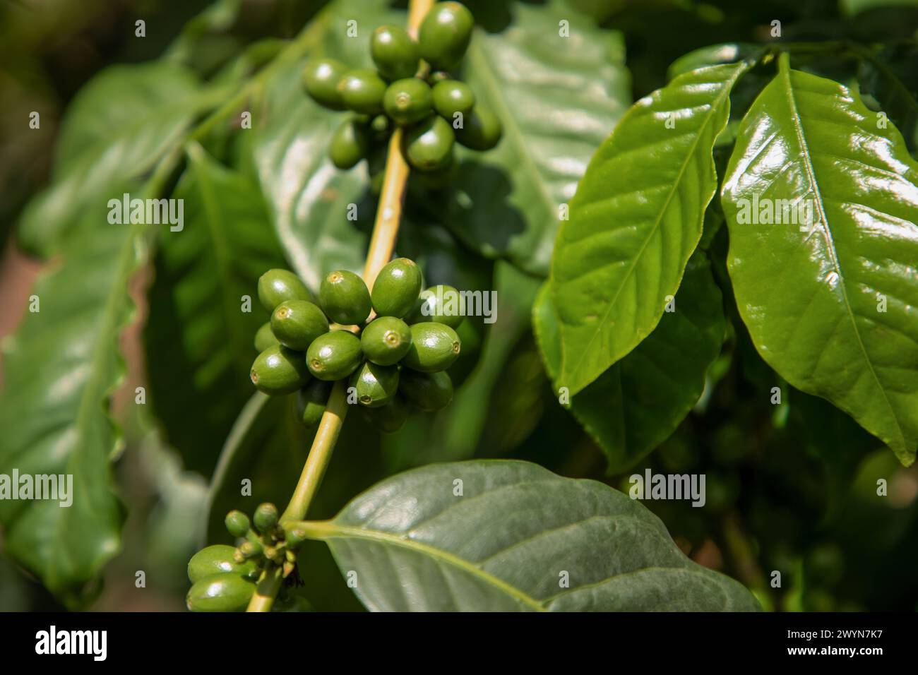 Coffee plants to mature. coffee beans ripen on a bush on a coffee ...