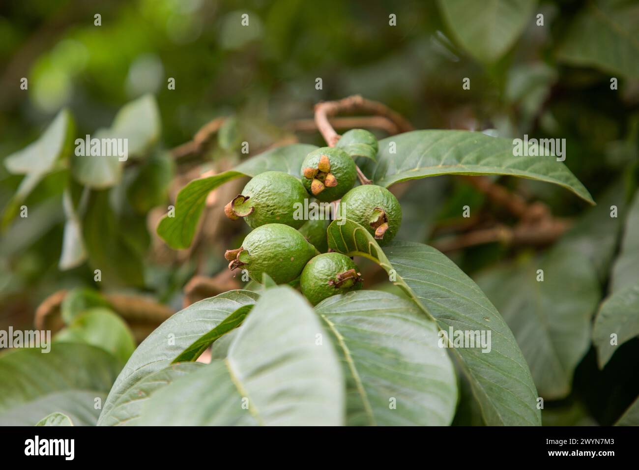 Three guava hi-res stock photography and images - Alamy