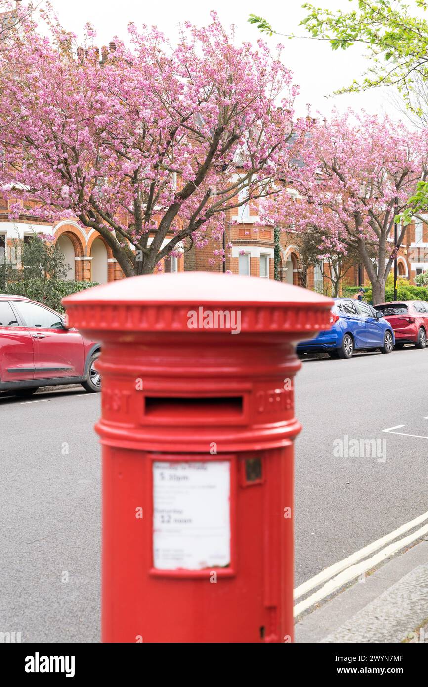 London street lined with Cherry blossom behinde a red royal mail post ...