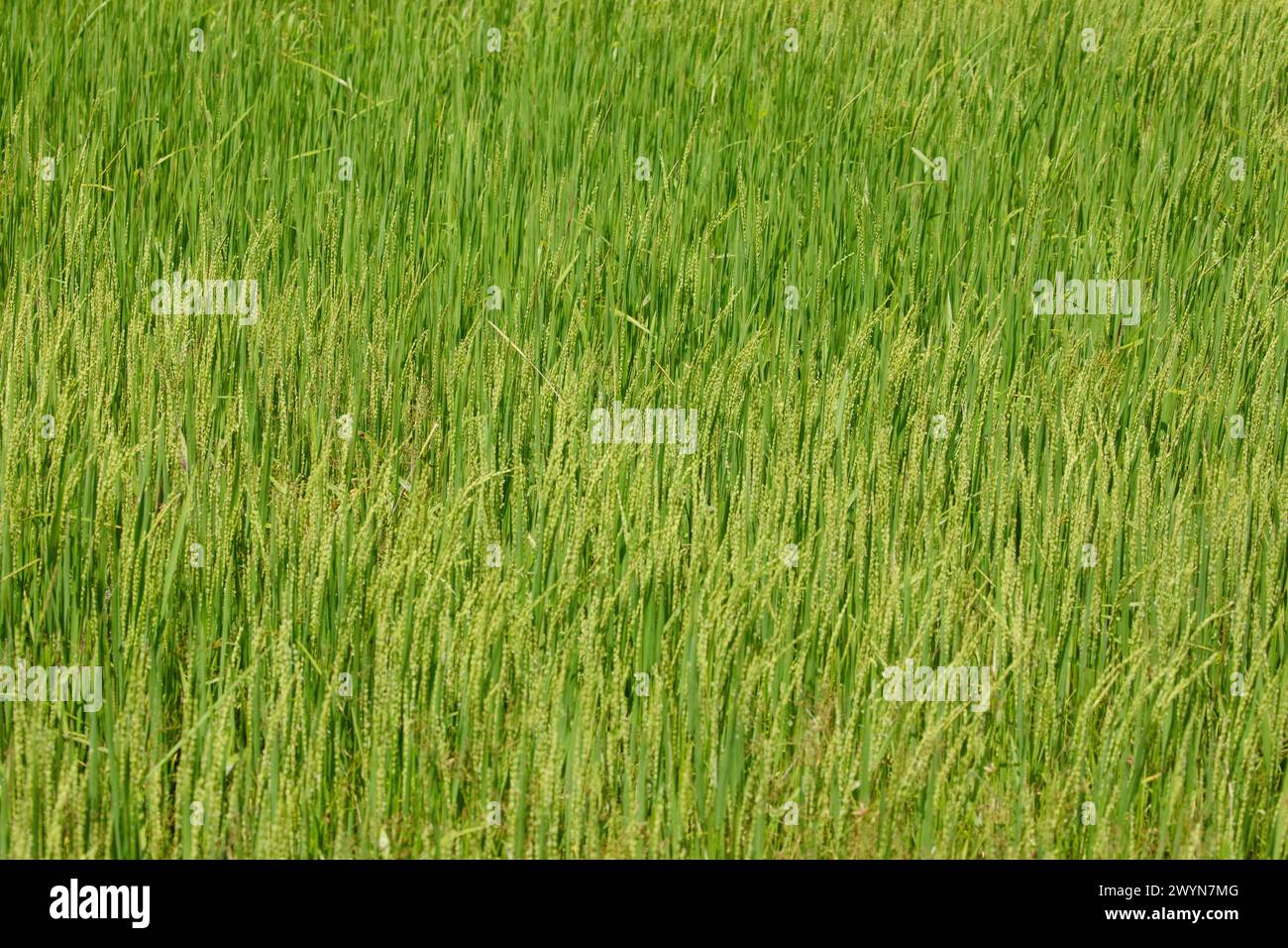 rice spikelet inflorescence. Close-up to green rice seeds in ear of ...