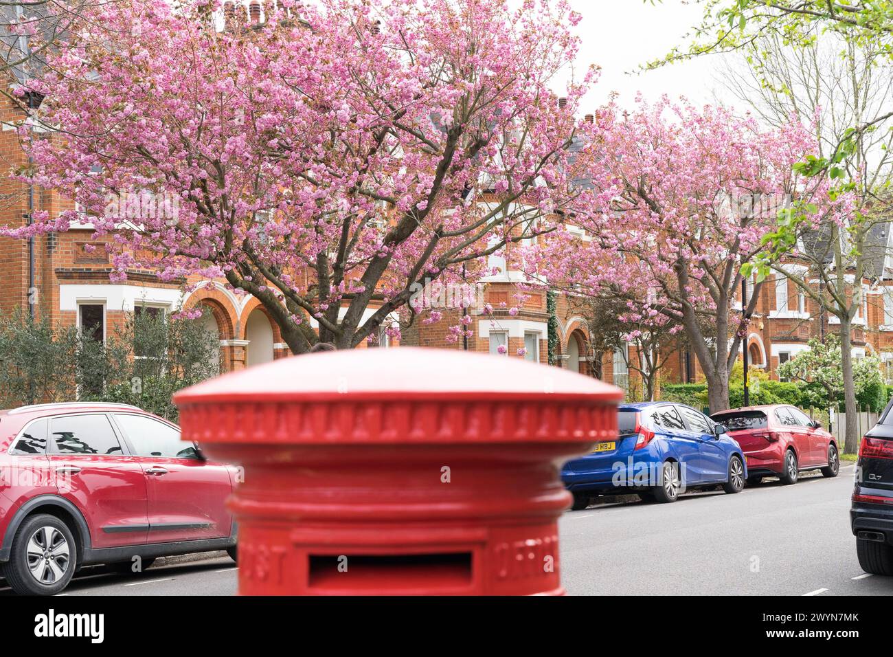 London street lined with Cherry blossom behinde a red royal mail post ...