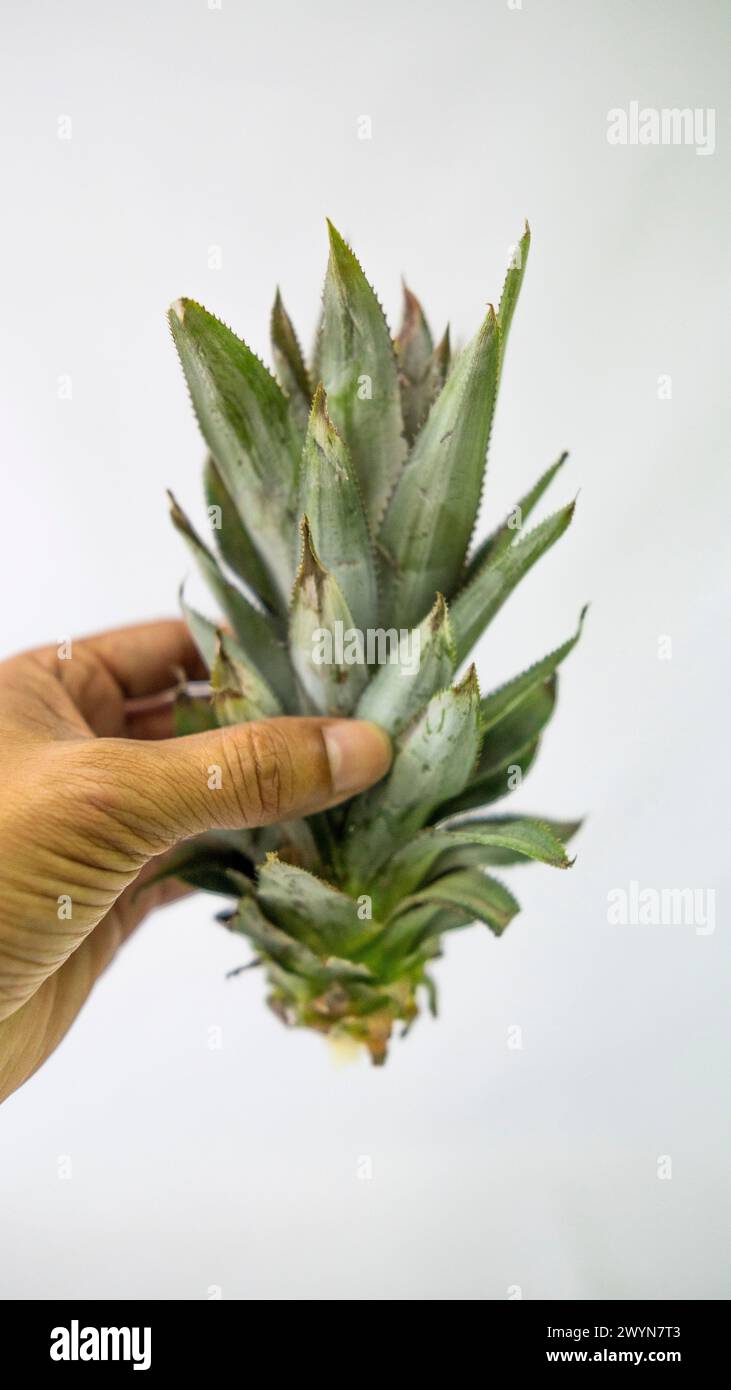 Fruit of the angles hi-res stock photography and images - Alamy