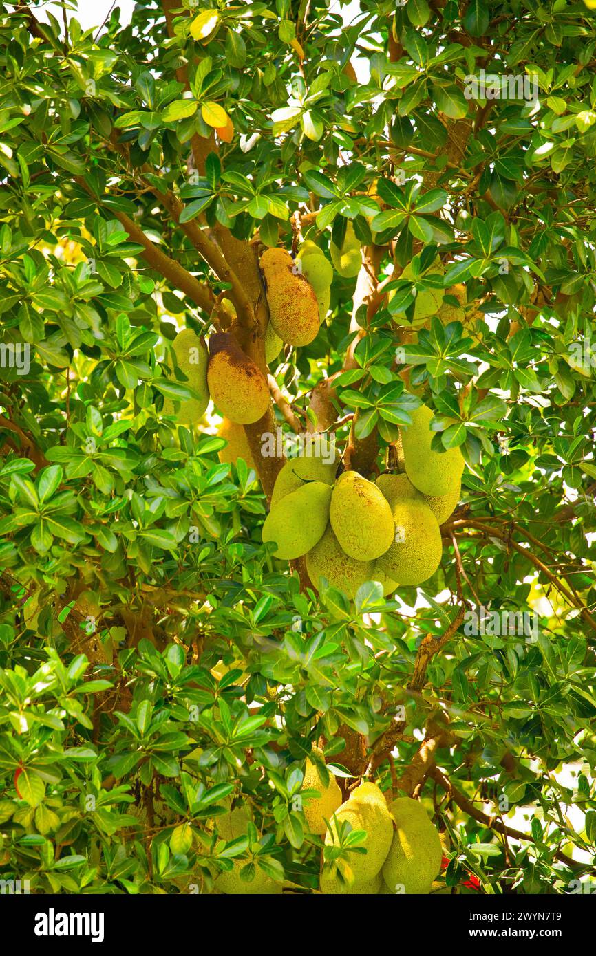 Close up of growing jackfruits. Many jack fruits ripening on a tree in ...