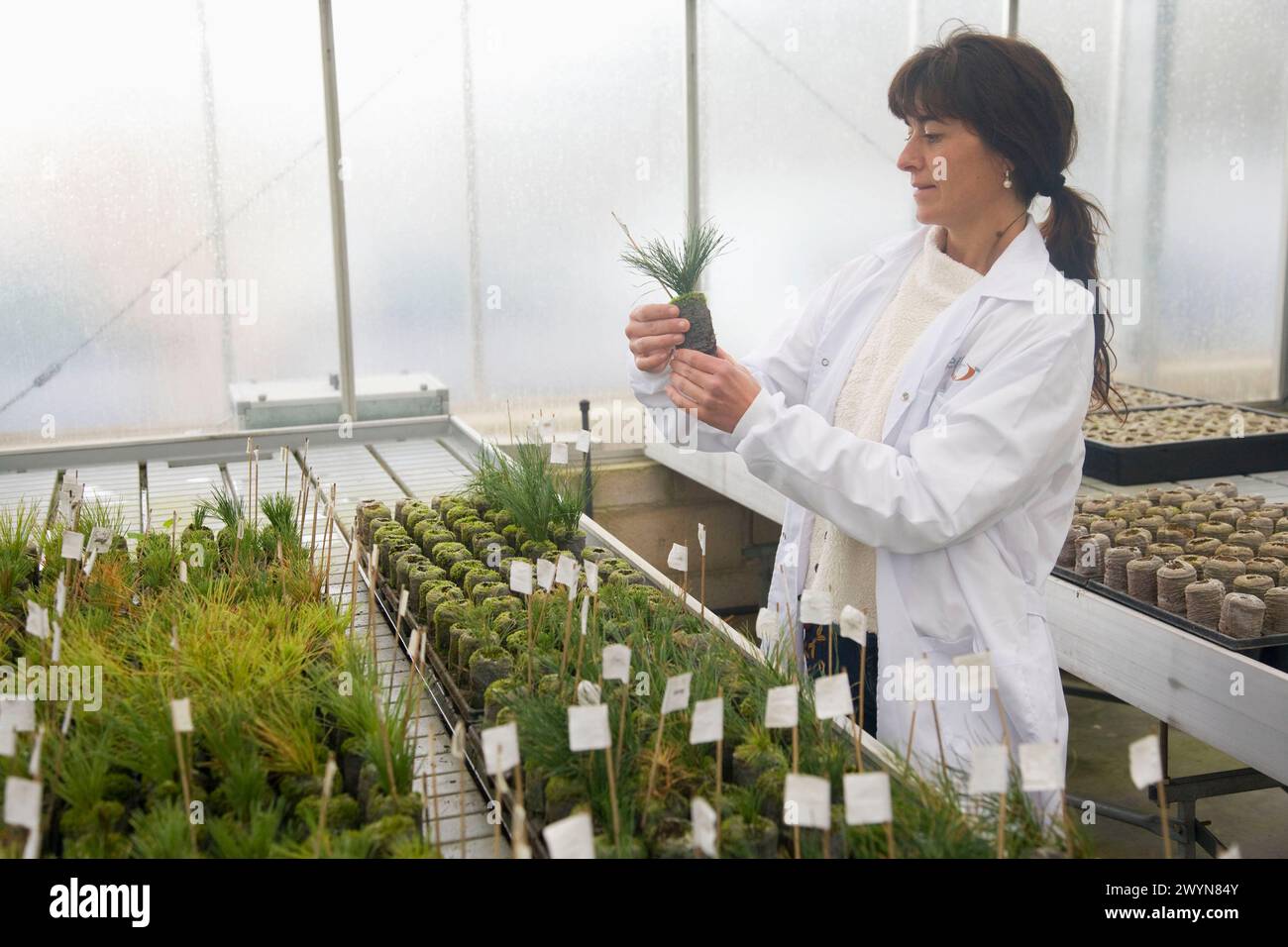 Planta de laboratorio hi-res stock photography and images - Alamy