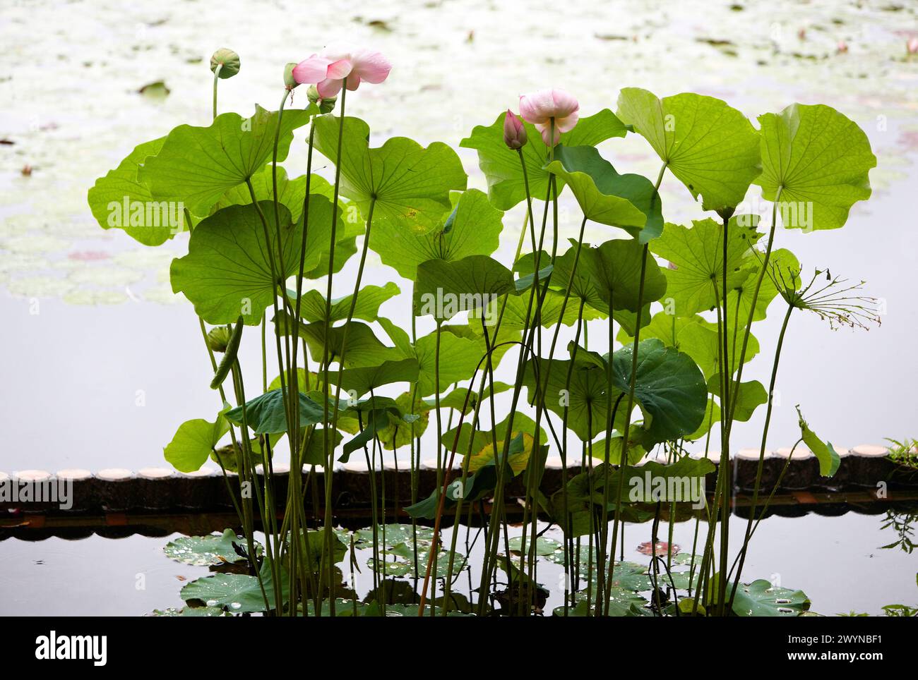 Lotus flowers, Garden, Ryoanji Temple, Kyoto, Japan Stock Photo - Alamy