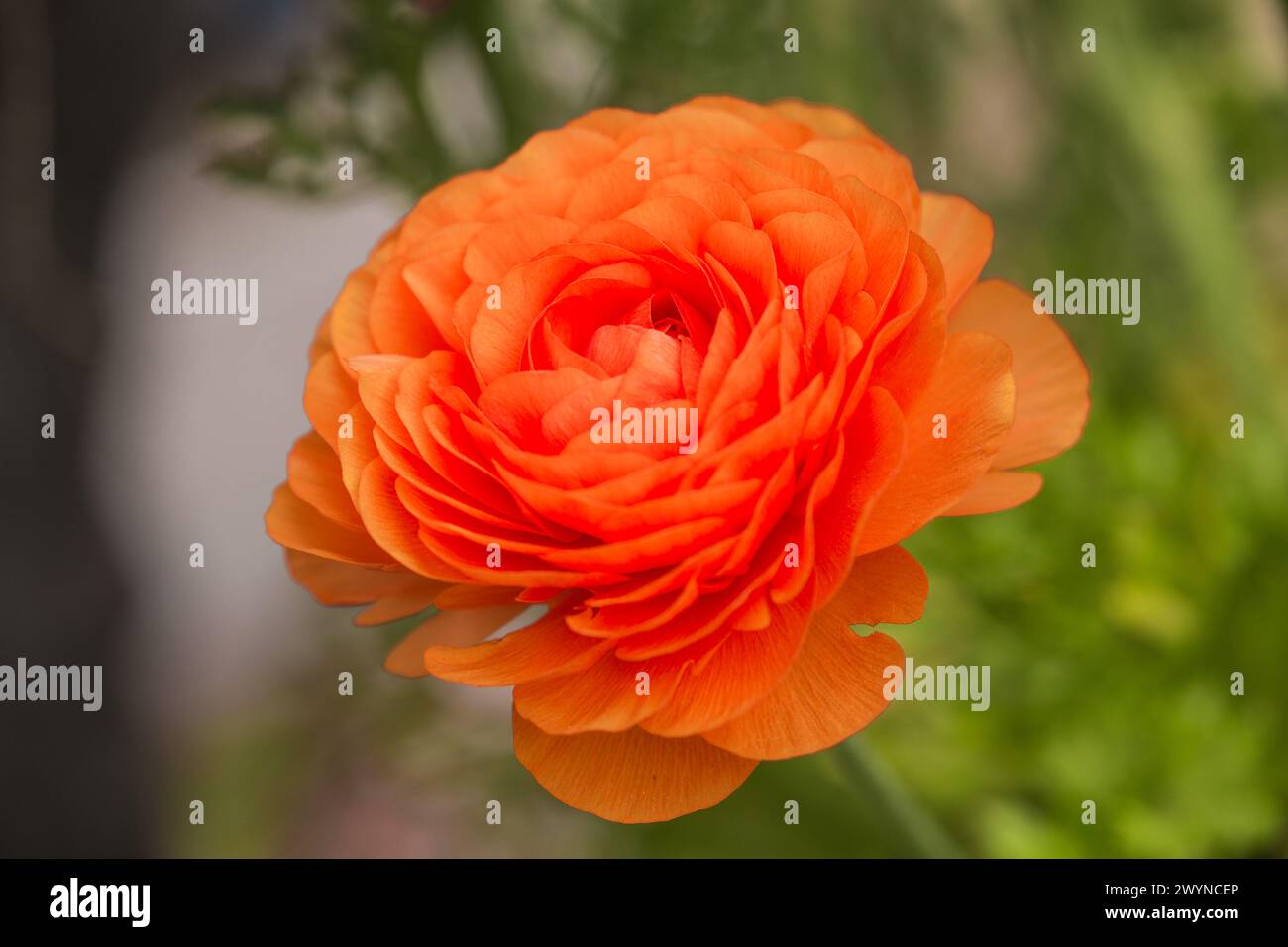 Orange Ranunculus Buttercup flowers. Ranunculaceae growing in ...