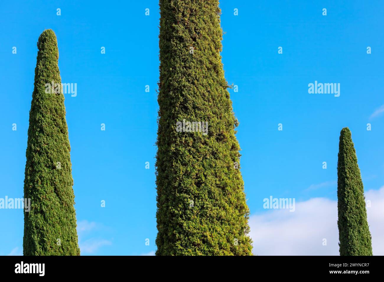 Lush cypresses hi-res stock photography and images - Alamy
