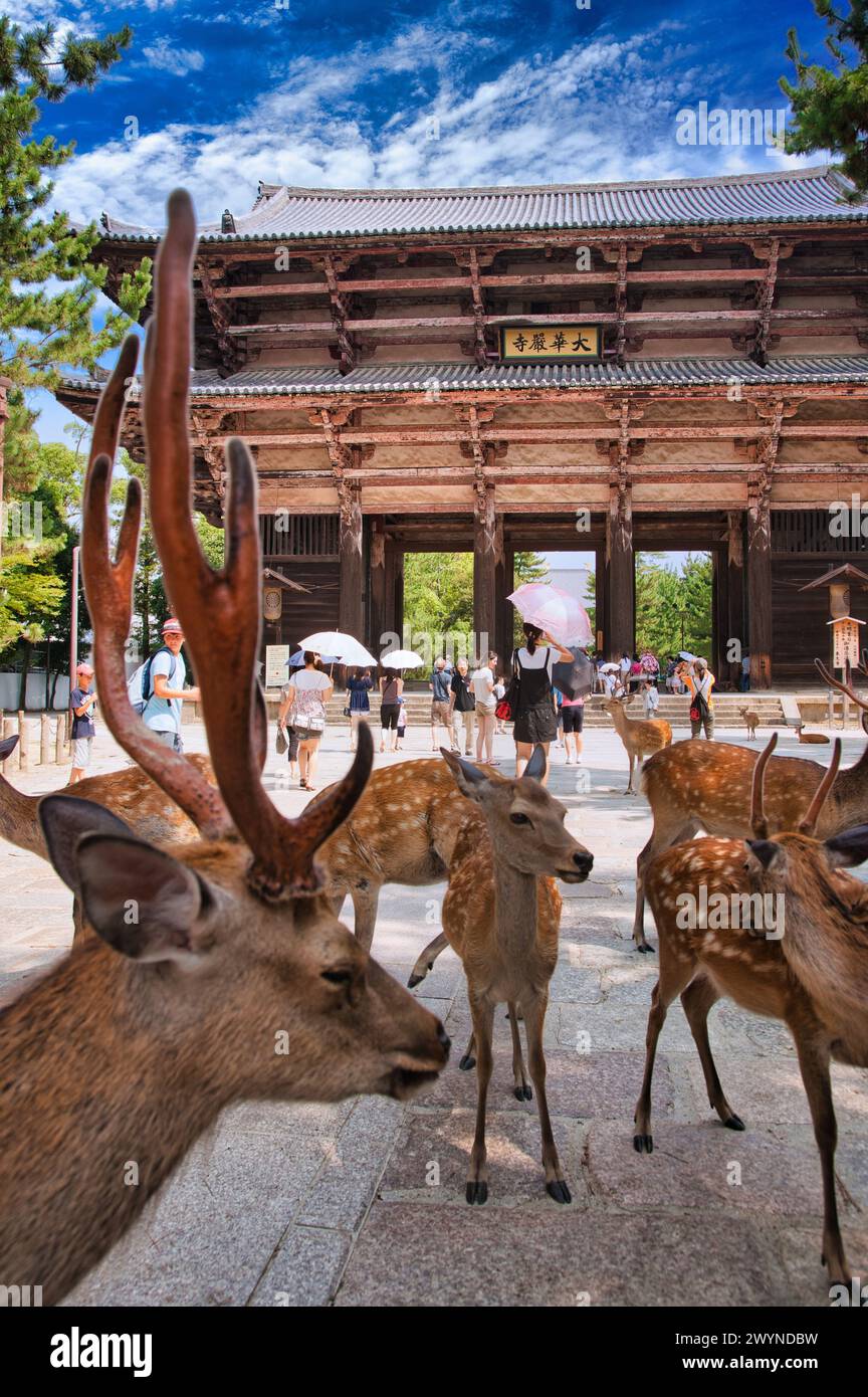Deer, Todai-ji Temple, Nara Park, Nara, Japan Stock Photo - Alamy