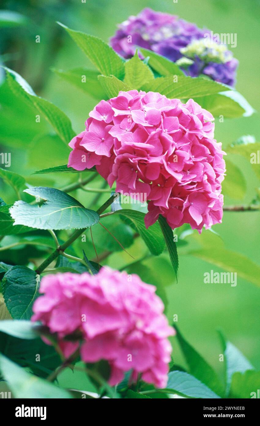 Bigleaf Hydrangea (Hydrangea macrophylla Stock Photo - Alamy