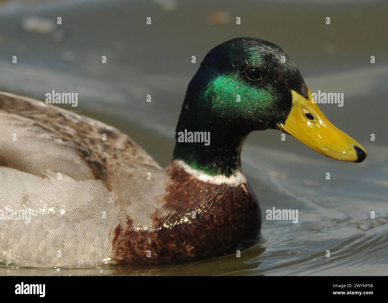 A mallard drake looks for food in the Schuylkill River in Philadelphia ...