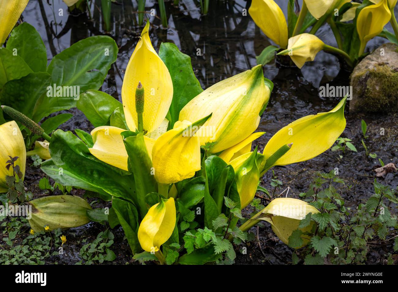 Perennial spring water hi-res stock photography and images - Alamy