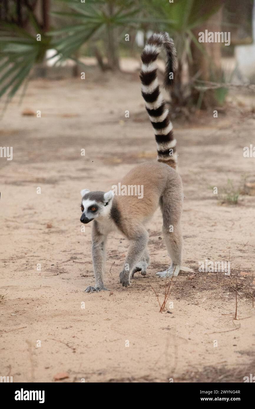 ring-tailed lemur, Lemur catta large strepsirrhine primate and most ...