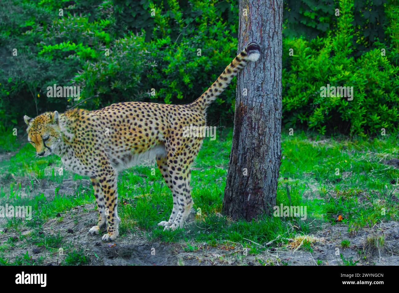 beautiful adult cheetah walks around its territory and marks trees ...