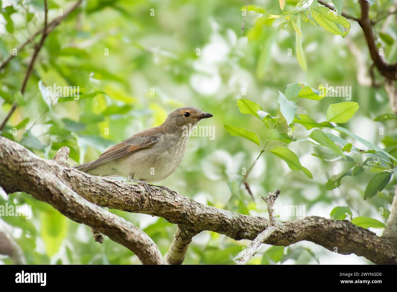 The grey shrikethrush or grey shrike-thrush, formerly commonly known as ...