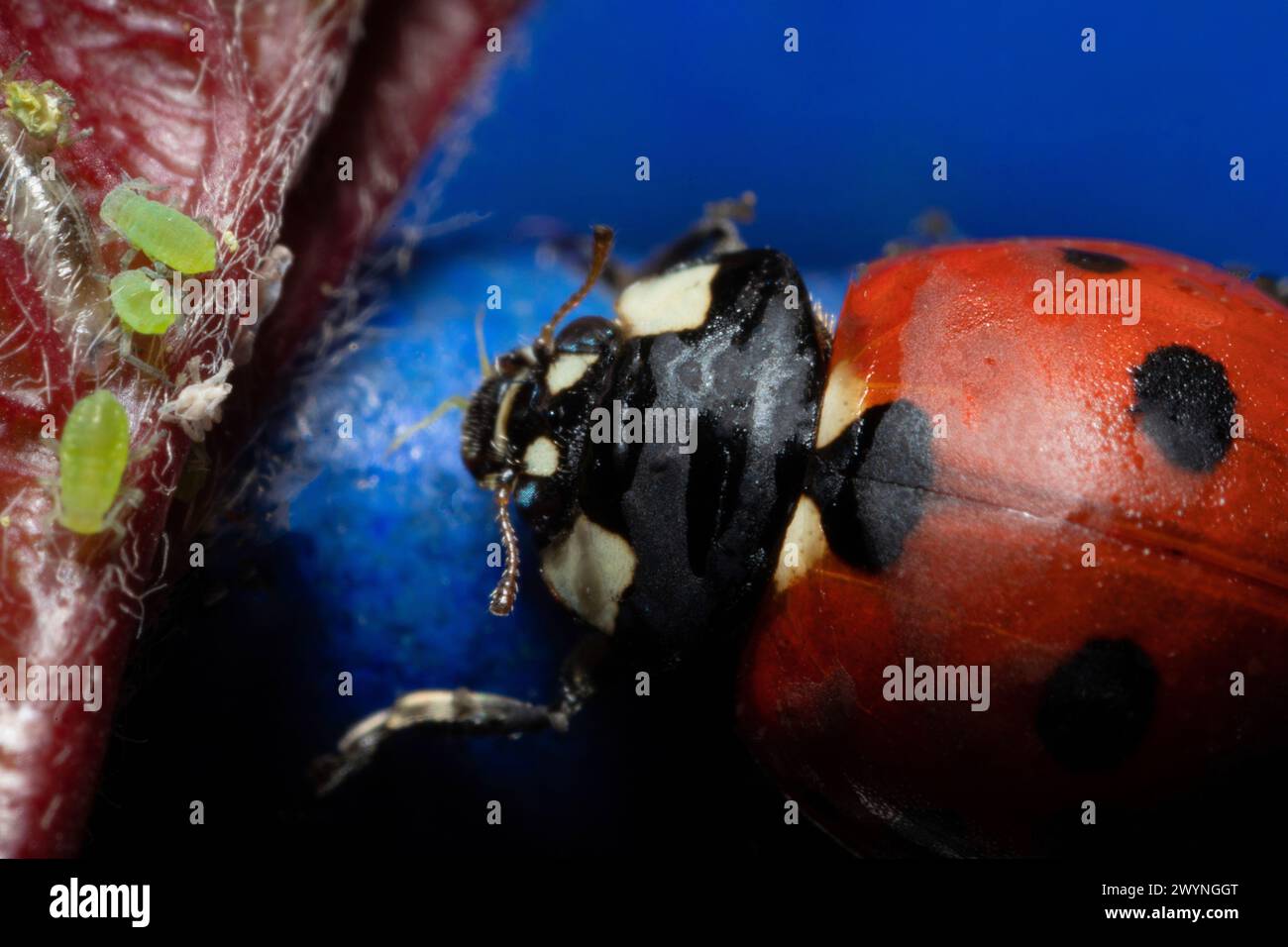 Ladybird aphids rose hi-res stock photography and images - Alamy