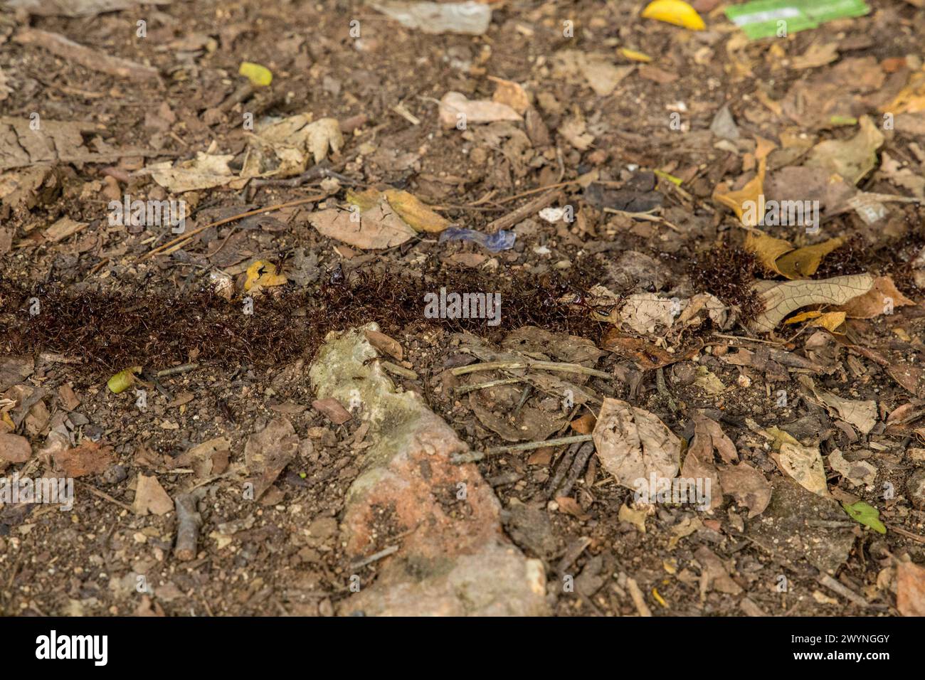 Top view of termite trails on ground in African forest . a lot of small ...