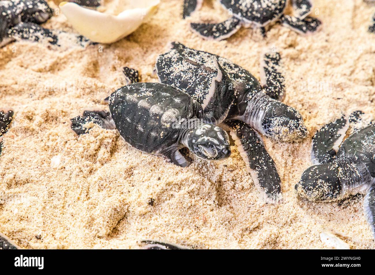 Baby sea turtle hatch shell hi-res stock photography and images - Alamy