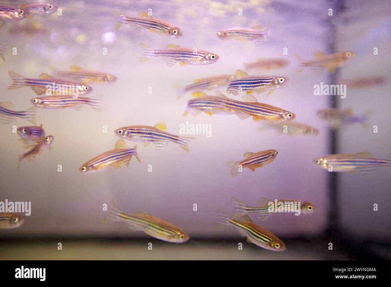 Aquarium for zebrafish, aquatic habitats, ecotoxicity and biocide test ...