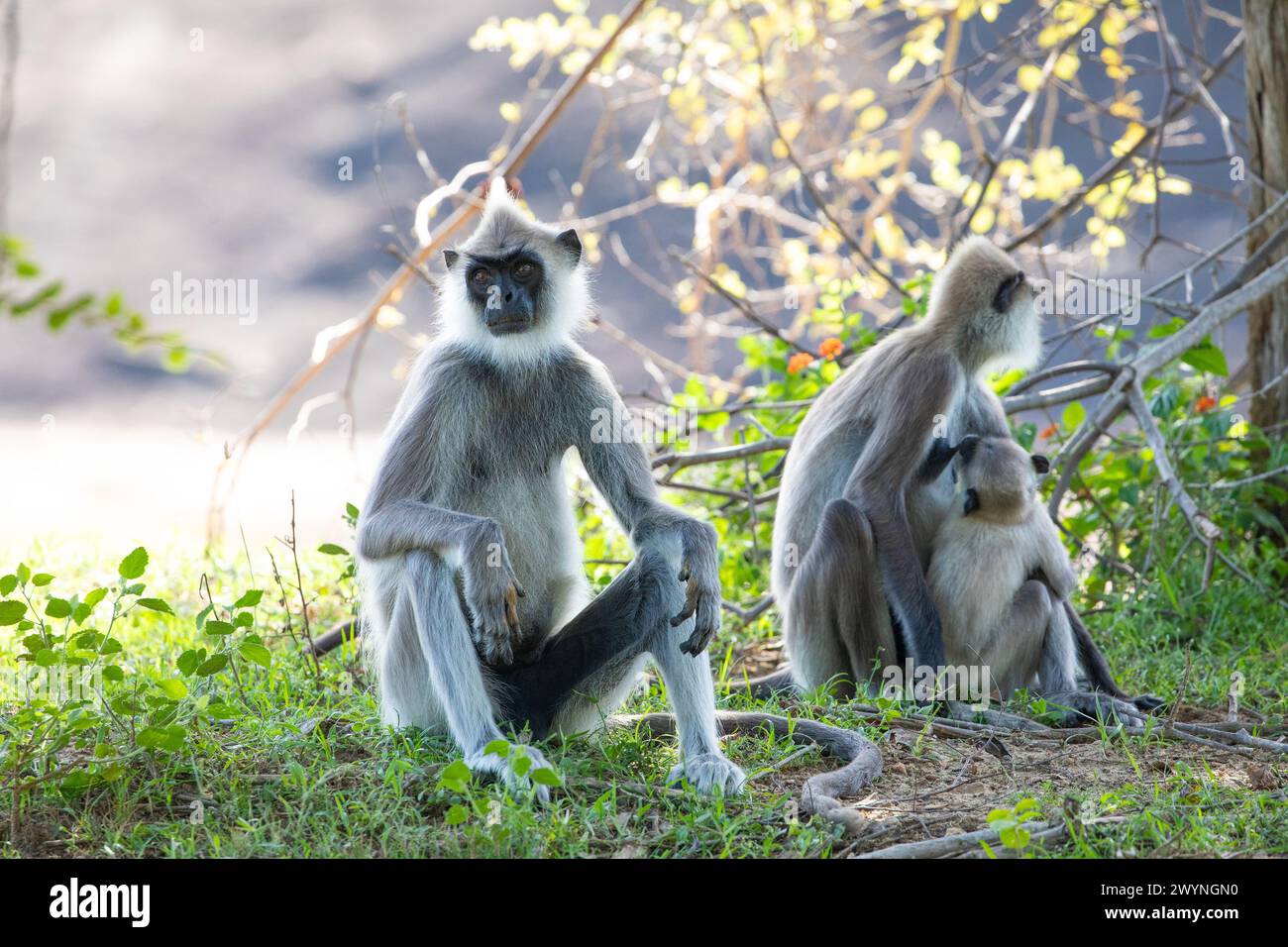 Small group of black faced grey langur monkeys in Yala National Park ...
