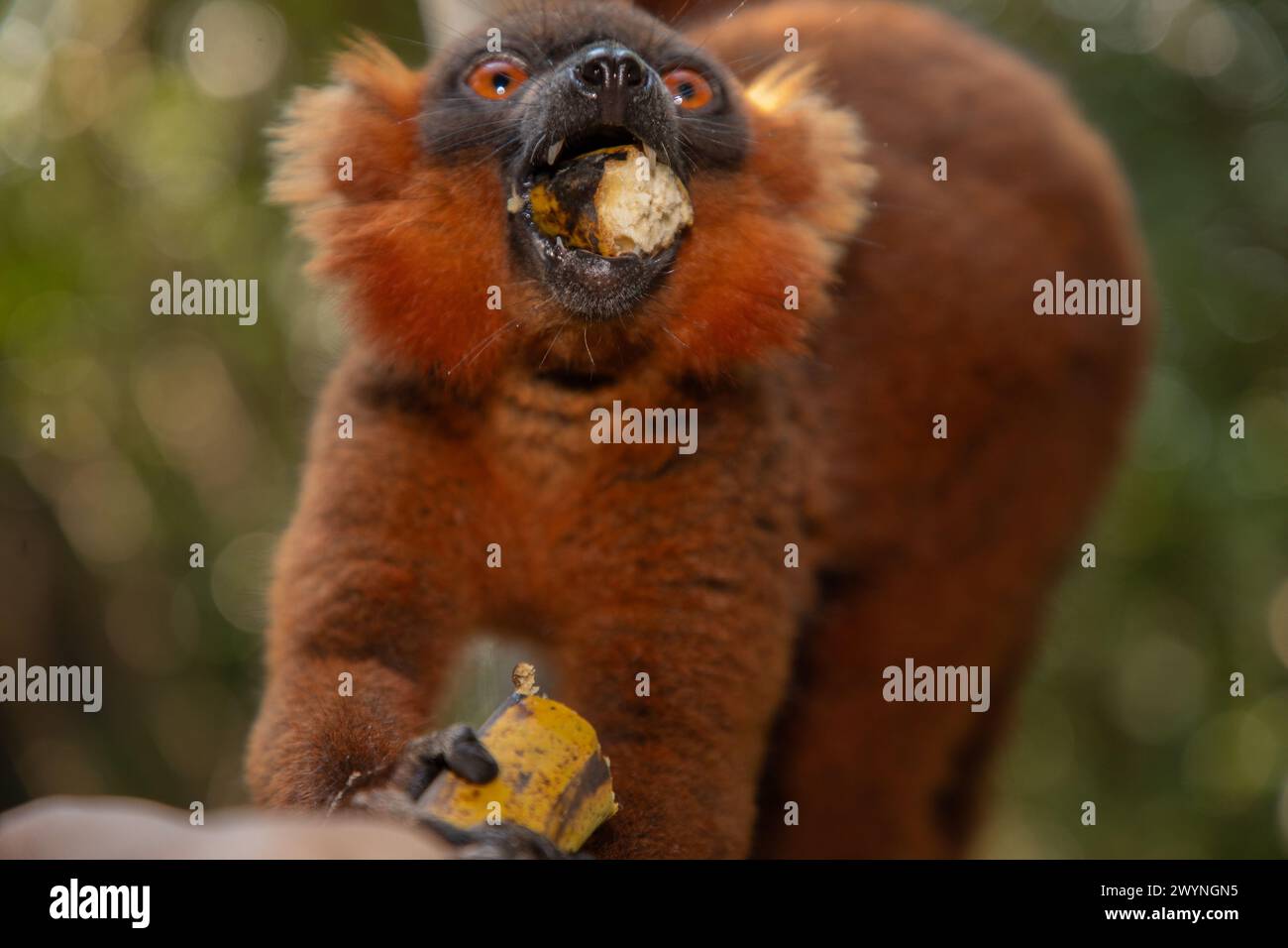 Red lemur (Eulemur Coronatus), endemic animal from Madagascar ...