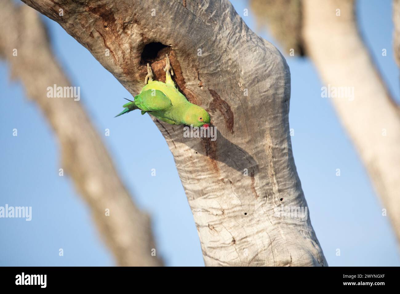 Rose-Ringed Parakeet in tree. (Psittacula Krameri) in a natural ...