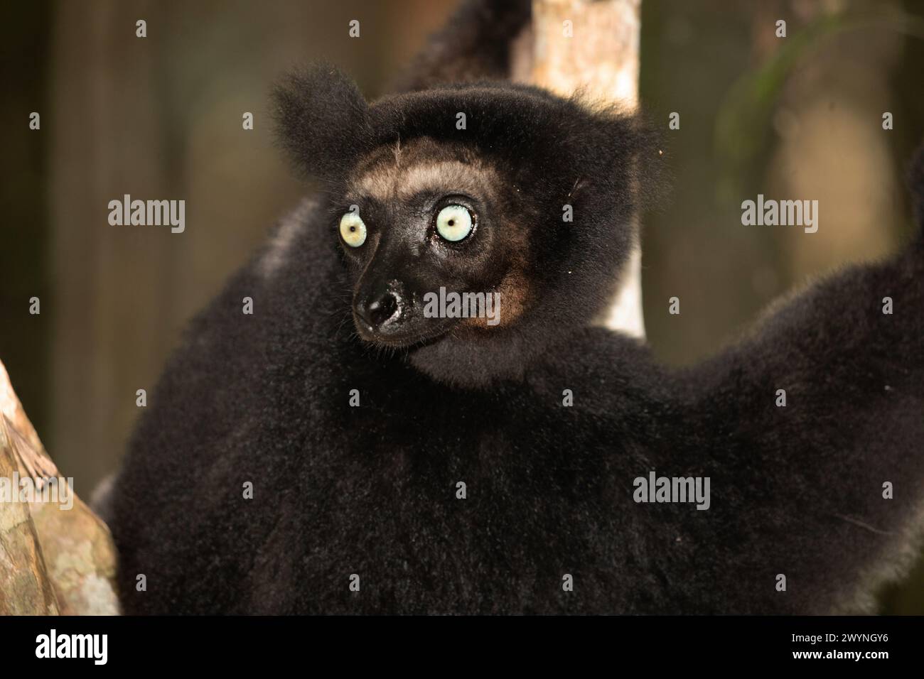 Lemur Indri indri, babakoto black and white largest lemur from ...