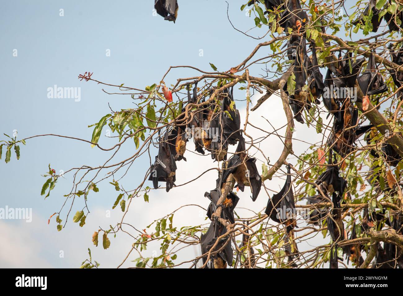 close-up hanging Mariana fruit bat (Pteropus mariannus) on blue sky ...