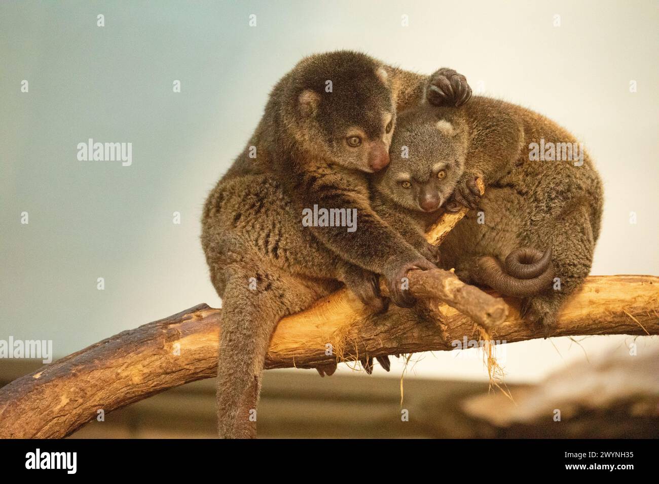 cute wild bear cuscus aulirops ursinus arboreal against blure ...