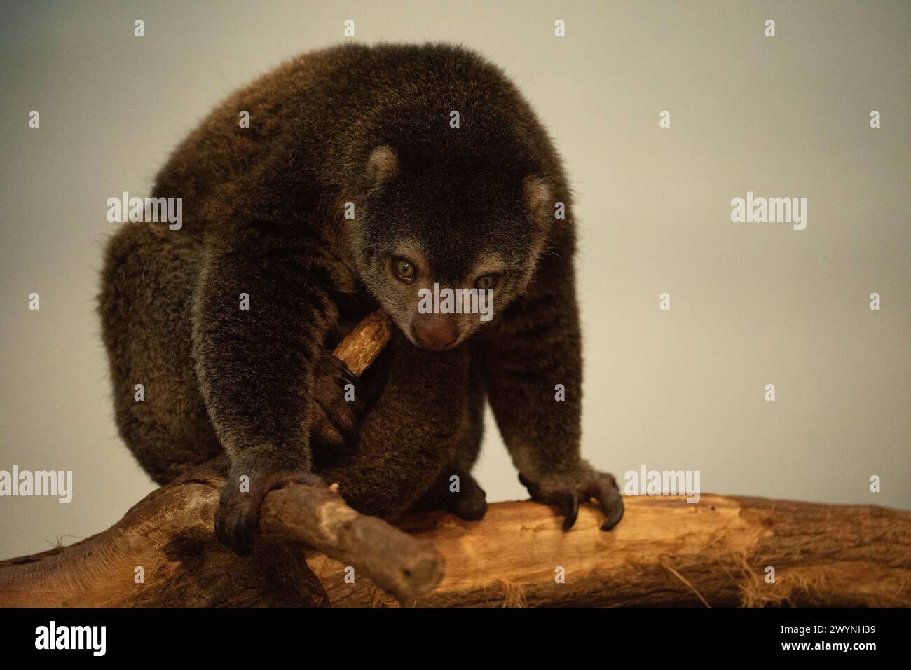 cute wild bear cuscus aulirops ursinus arboreal against blure ...