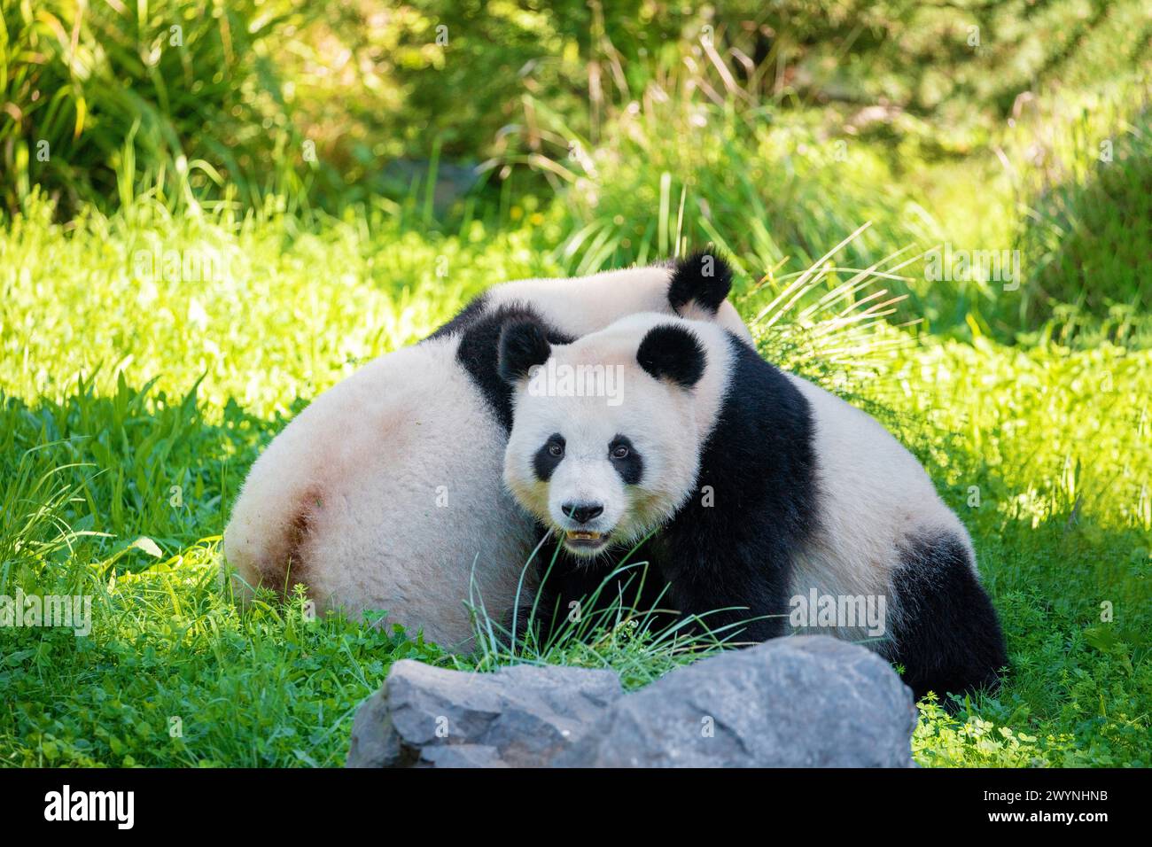 Adorable giant pandas playing on hi-res stock photography and images ...