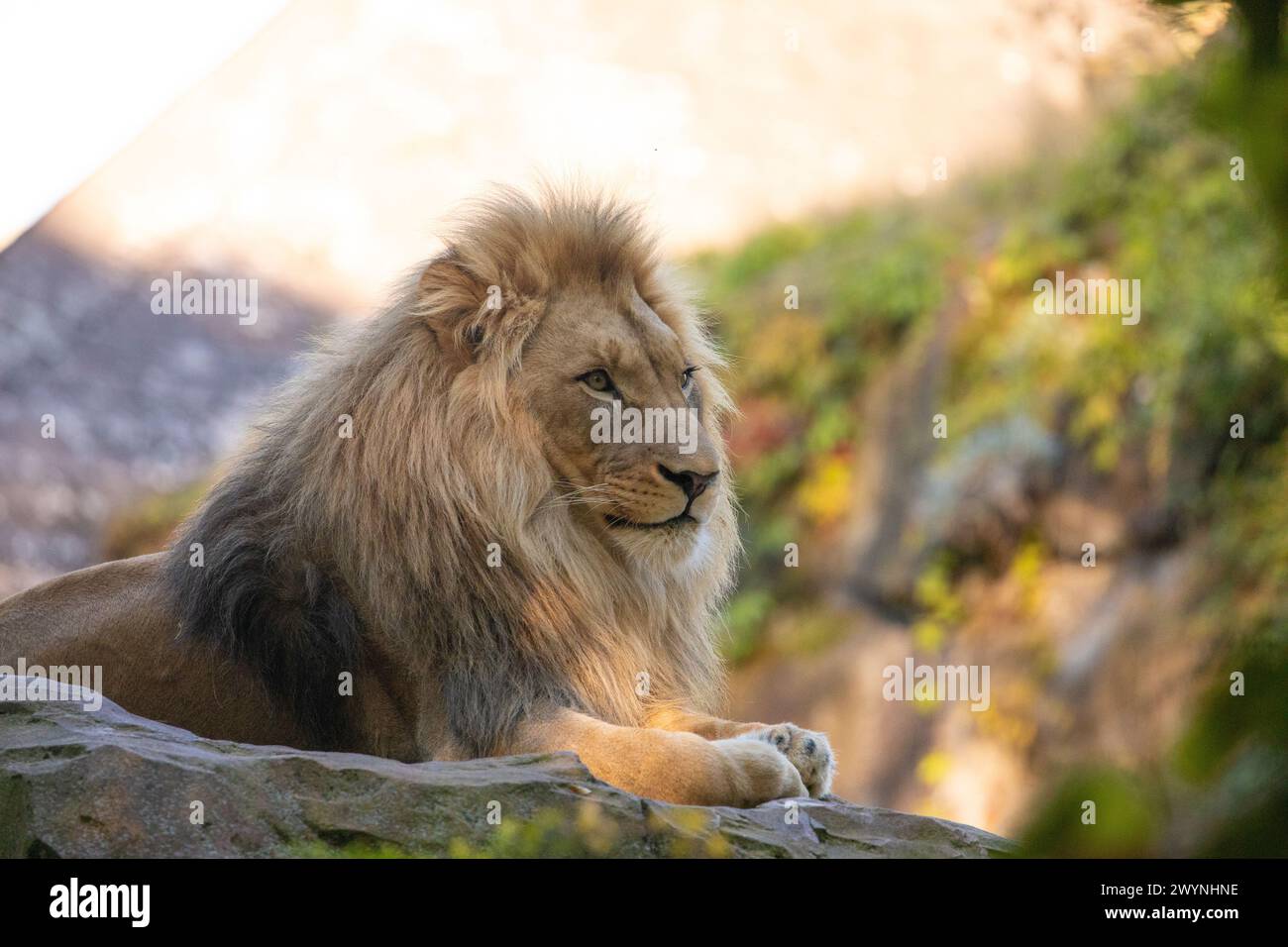 lion in bright golden rays setting sun. Close-up. Love and tenderness ...