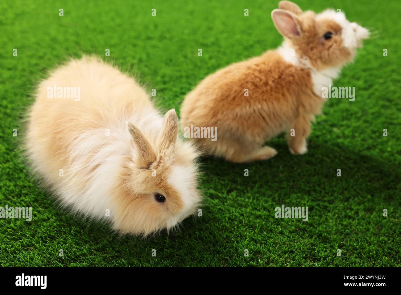 Cute fluffy pet rabbits on green grass Stock Photo - Alamy