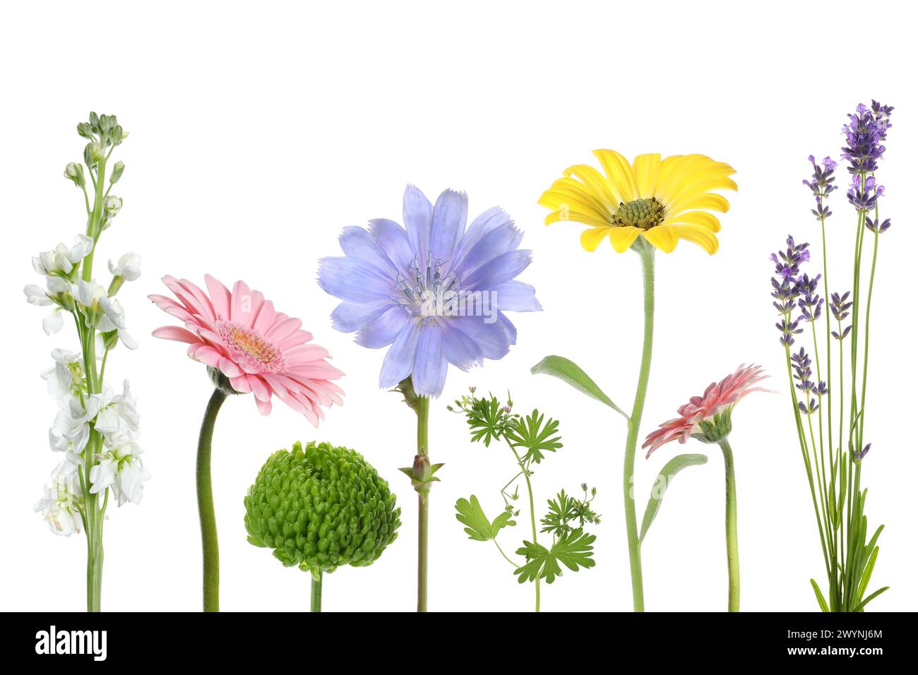 Different beautiful flowers isolated on white, set Stock Photo - Alamy