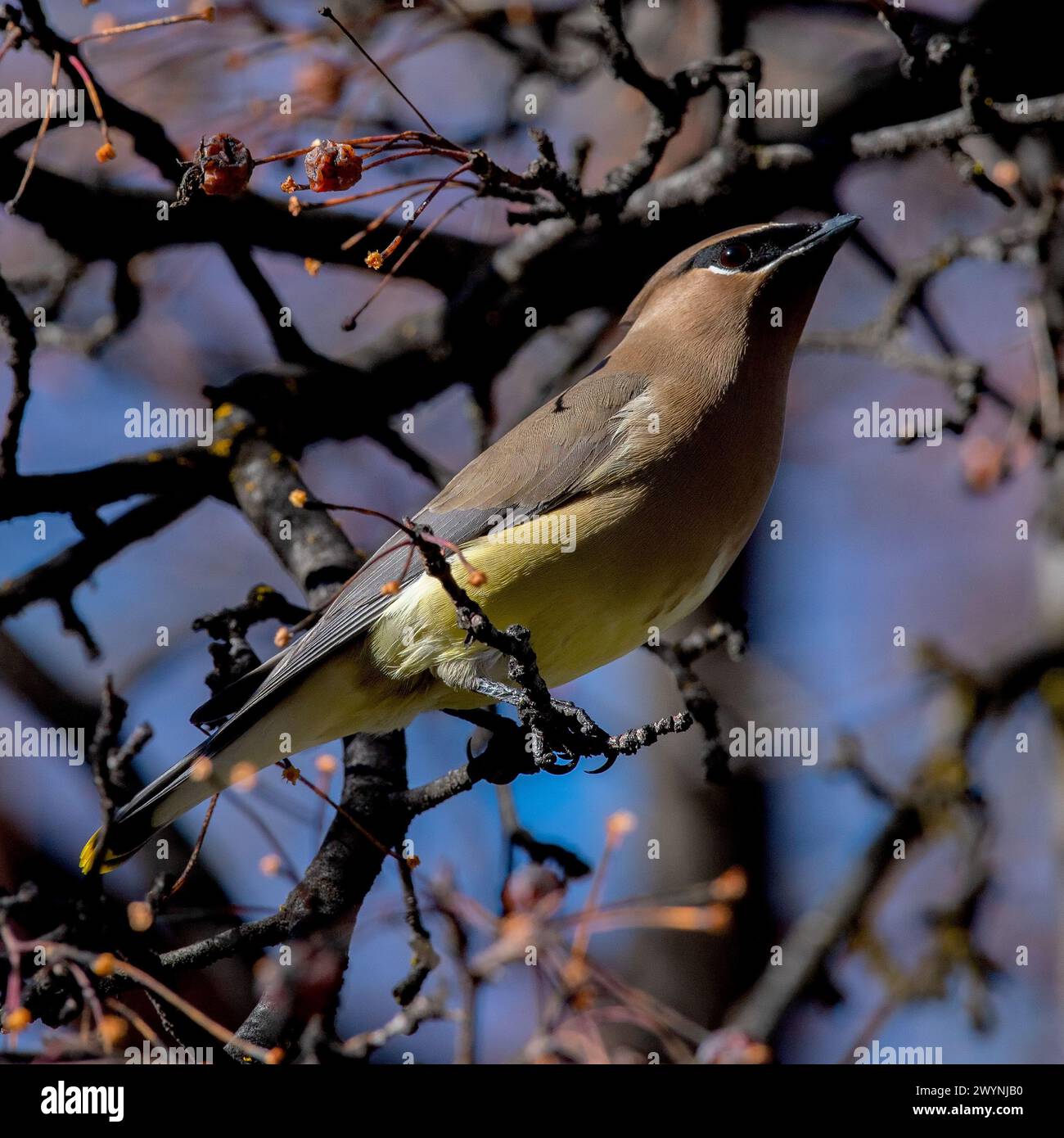 Evidenced based art hi-res stock photography and images - Alamy